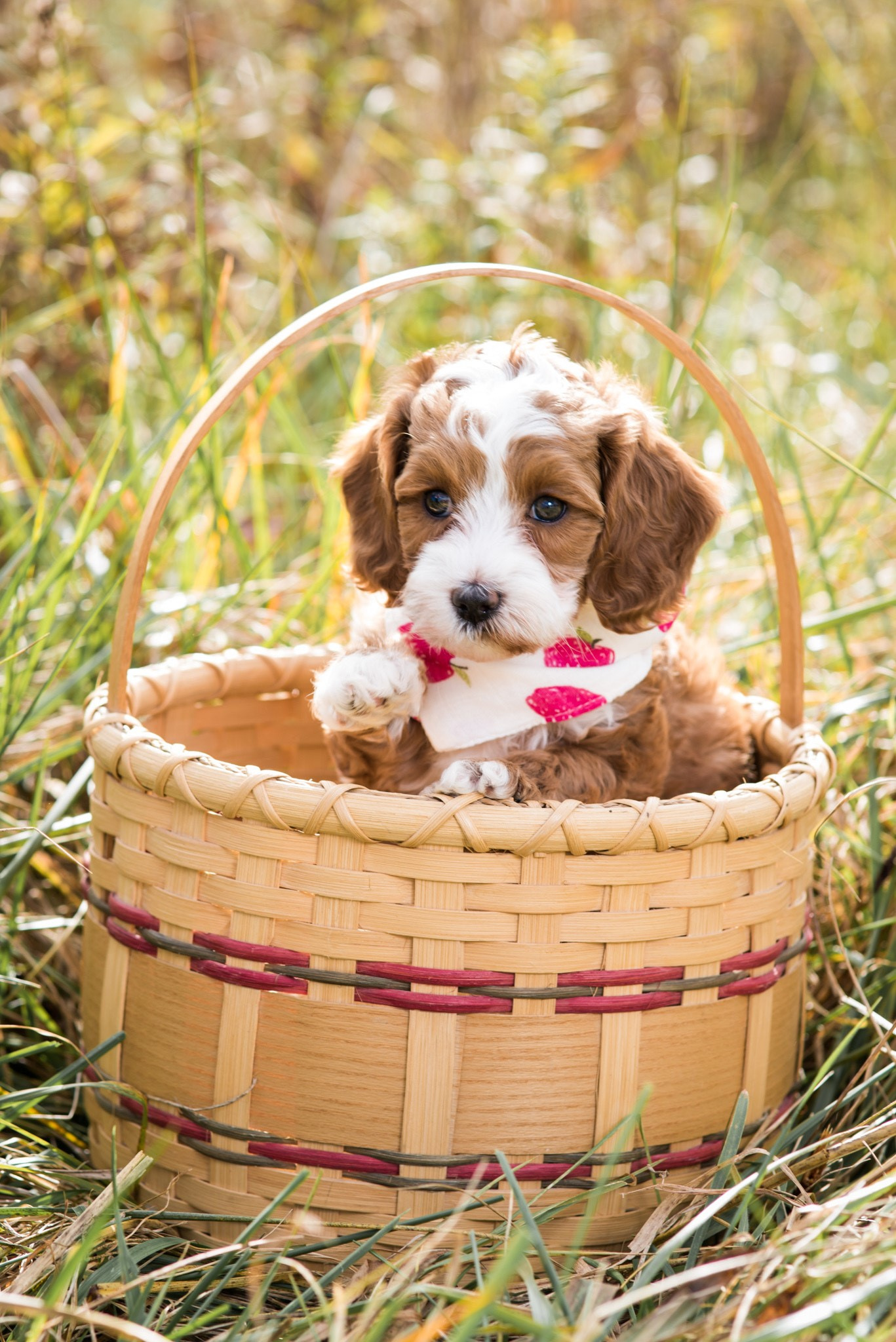 Pet Breeding Business with Unlimited Potential | Listings | Transworld ...