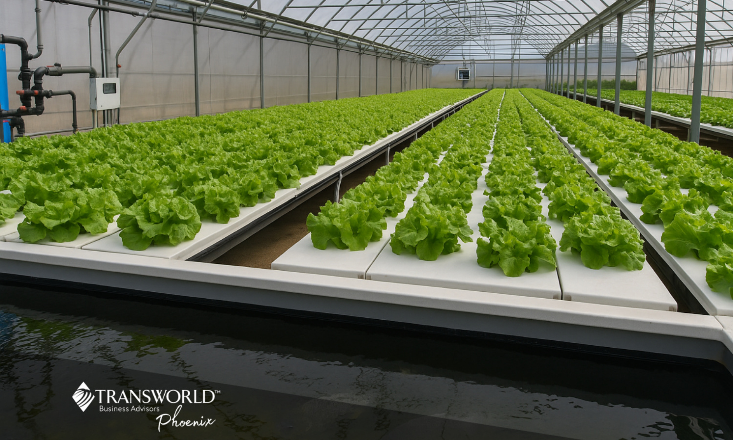 Profitable Year-Round Greenhouse with Major Contracts - Patryk Gawlak ...