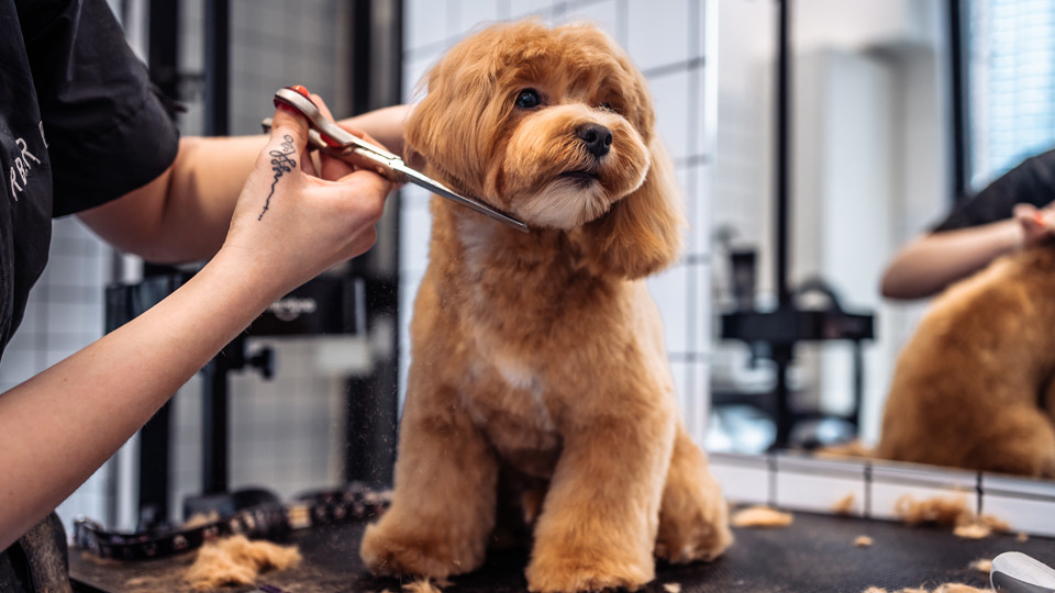 Reputable Grooming Salon – Repeat Clients & Steady Demand | Listings ...